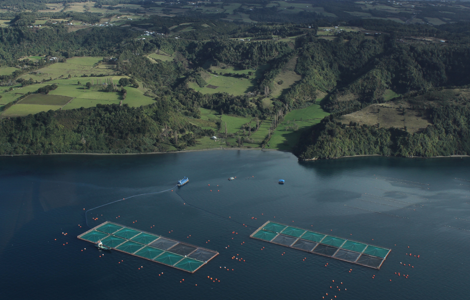 Momentum slows for establishing general aquaculture law in Chile ...