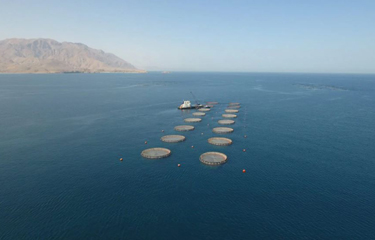 Blue Waters’ sea bream farm in Oman nabs BAP certification | SeafoodSource