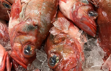 Bumper redfish, saithe catches offset Iceland’s lost pelagic revenues ...