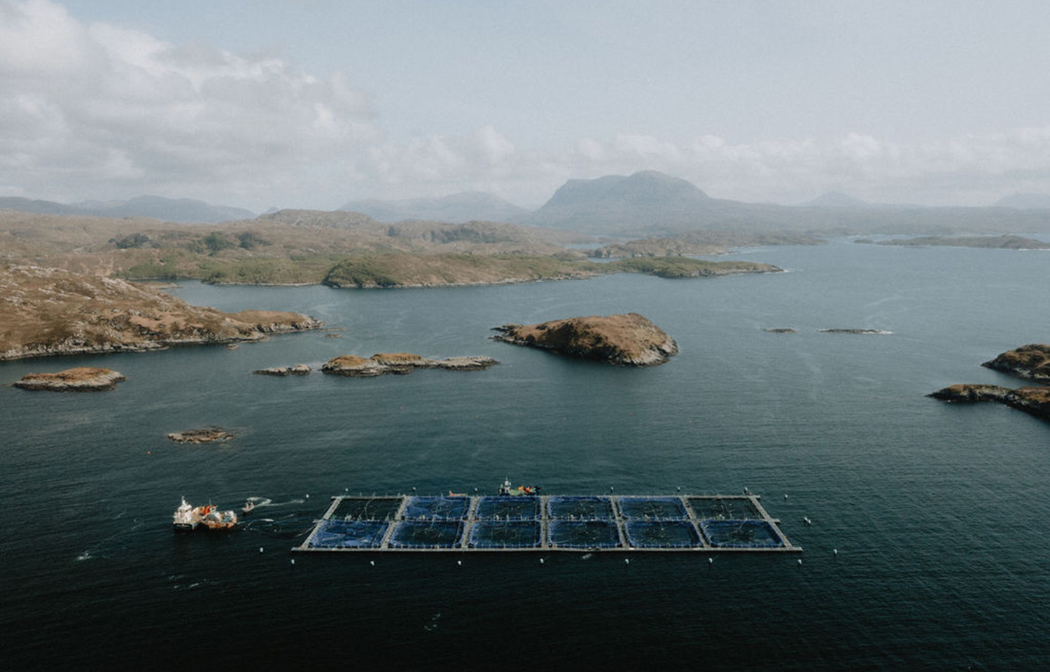 Loch Duart introduces new bespoke salmon welfare standard | SeafoodSource