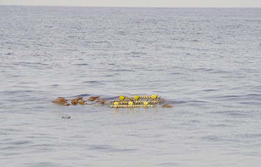 EU joins Indian Ocean groups in drive to minimize impact of FADs ...