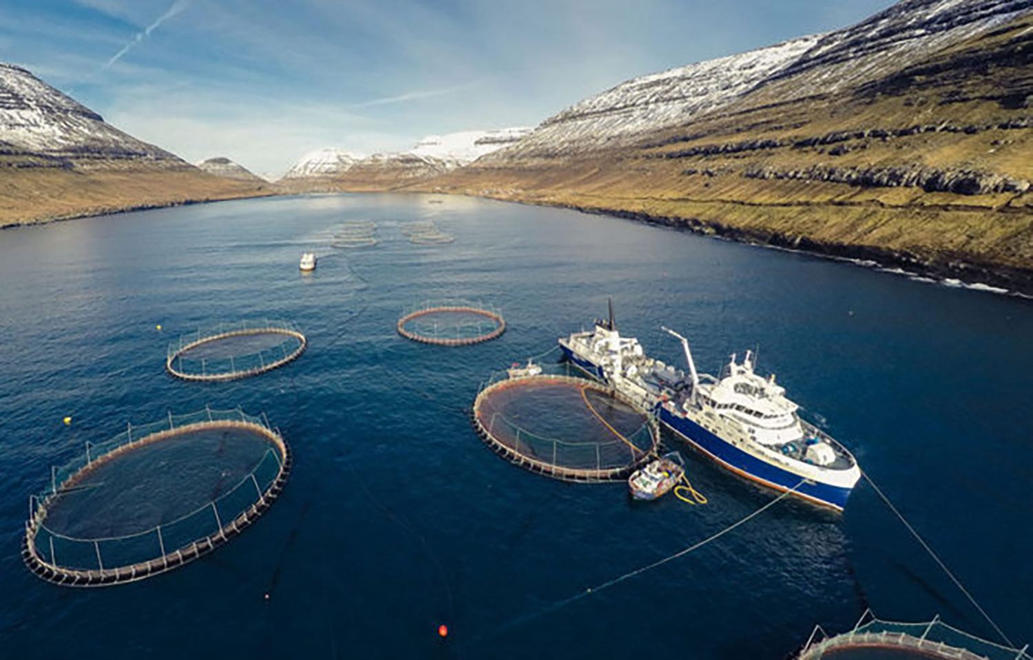 Bakkafrost earnings, profits fall in Q1 2025 | SeafoodSource