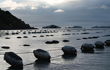 Severe storm causes millions in damage to mussel farms in New Zealand ...