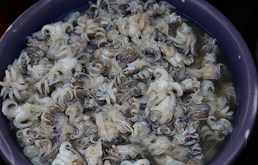Vietnam’s squid, octopus export value dive for fourth consecutive month ...