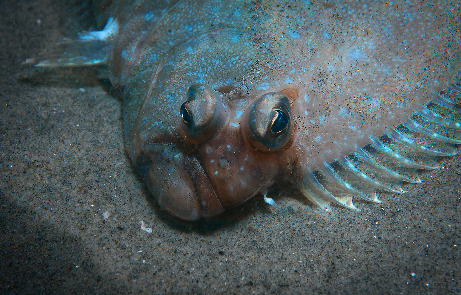 US district court dismisses Groundfish Forum’s lawsuit against halibut ...