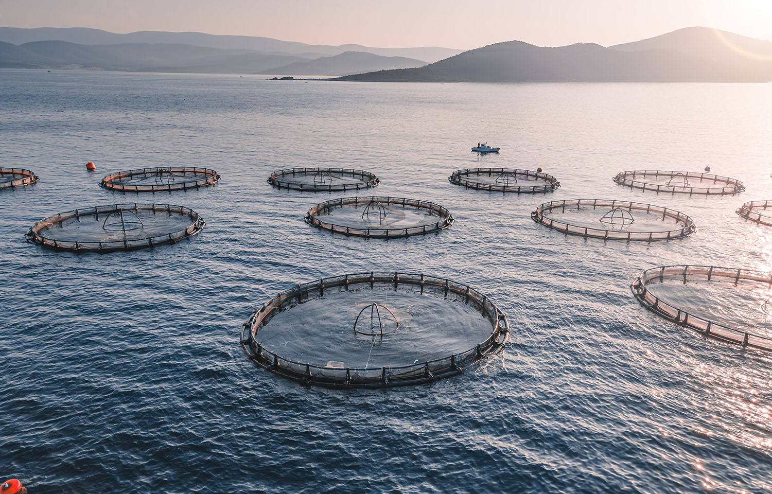 US government finalizes its first aquaculture development plan in 40 years | SeafoodSource