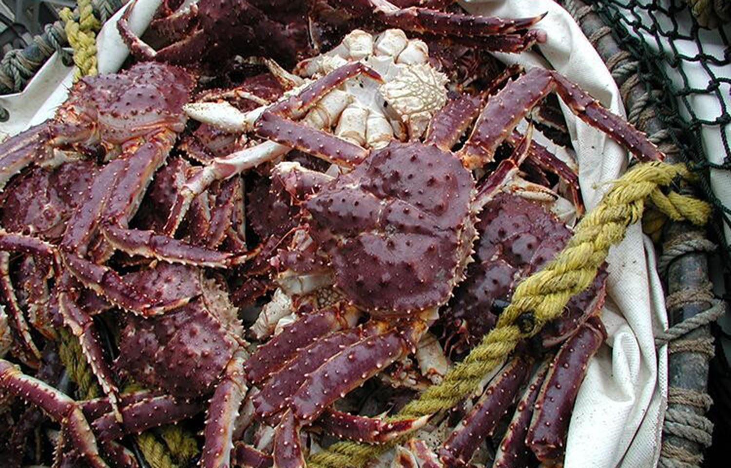 Alaska's crab catch expected to rise with announcement of higher TACs ...
