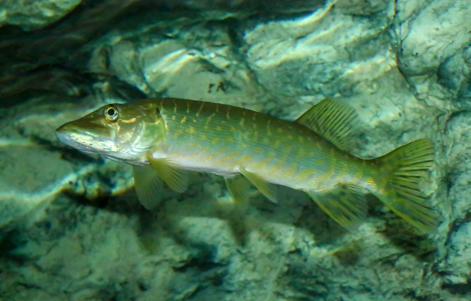 Higher water temps in Southcentral Alaska aiding invasive pike feeding ...