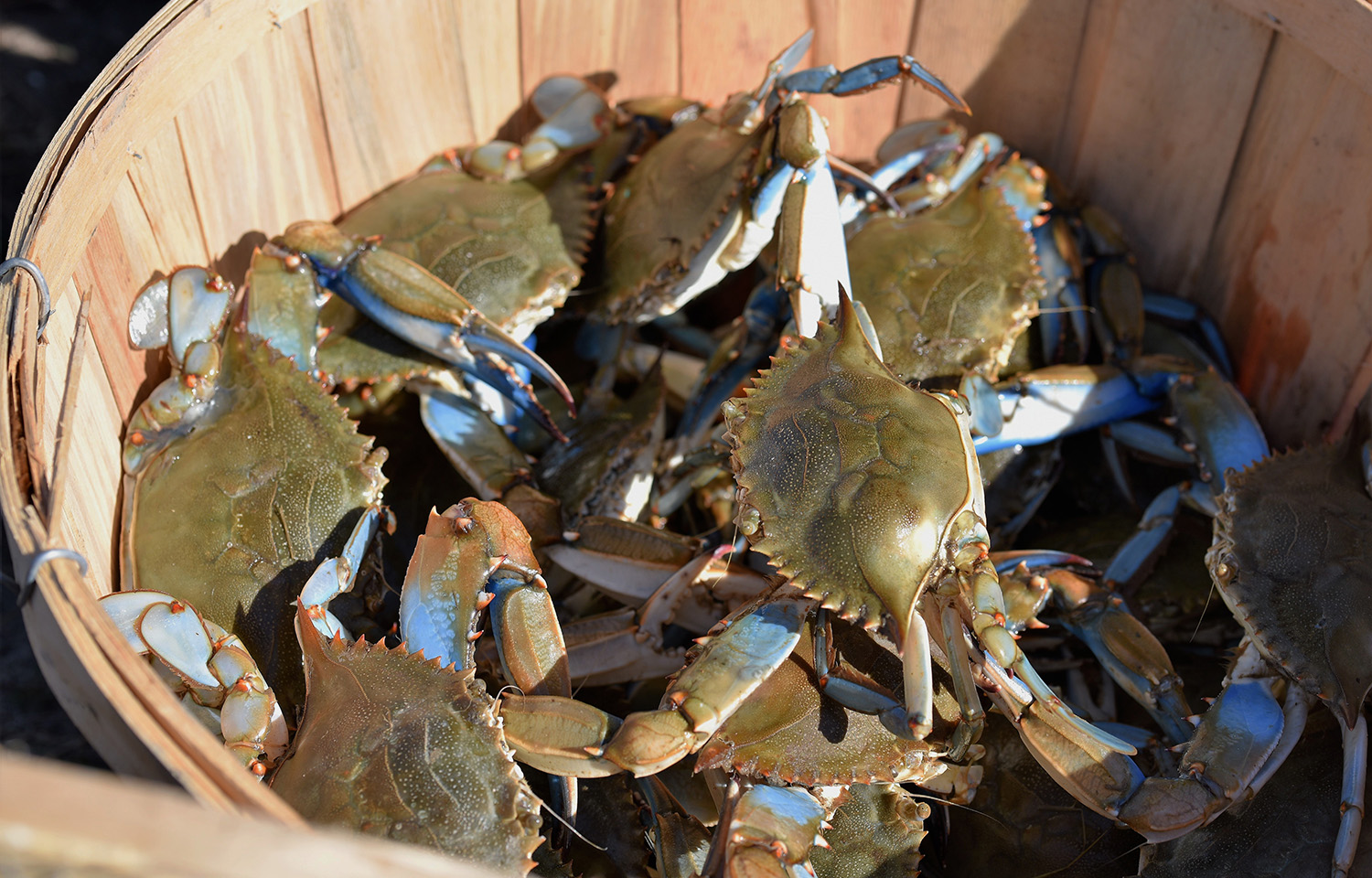 Maryland, Virginia lawmakers call on Biden to act on Venezuelan ...