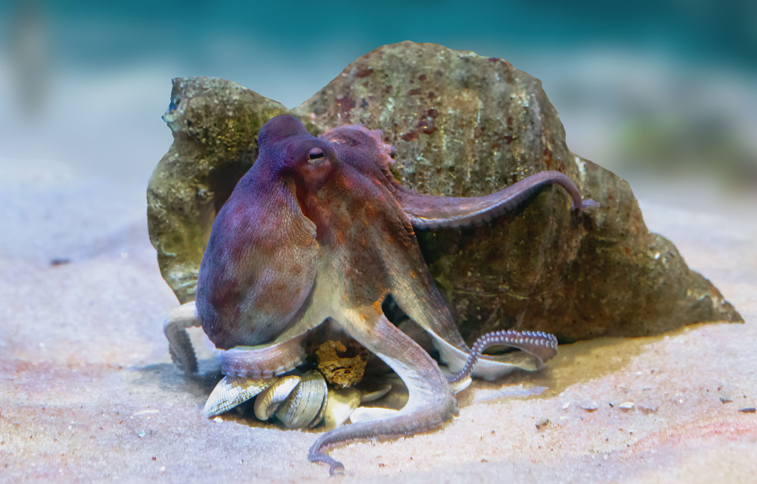 US senators renew efforts to ban commercial octopus farming | SeafoodSource