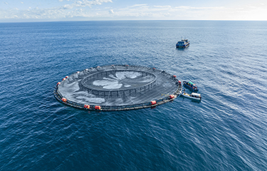 Forever Oceans emerging from pandemic challenges with robust marketing ...