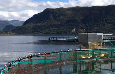 Statt Torsk increases farmed cod production | SeafoodSource