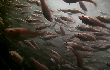 Plans for commercial-scale cod farm in the works in Norway | SeafoodSource