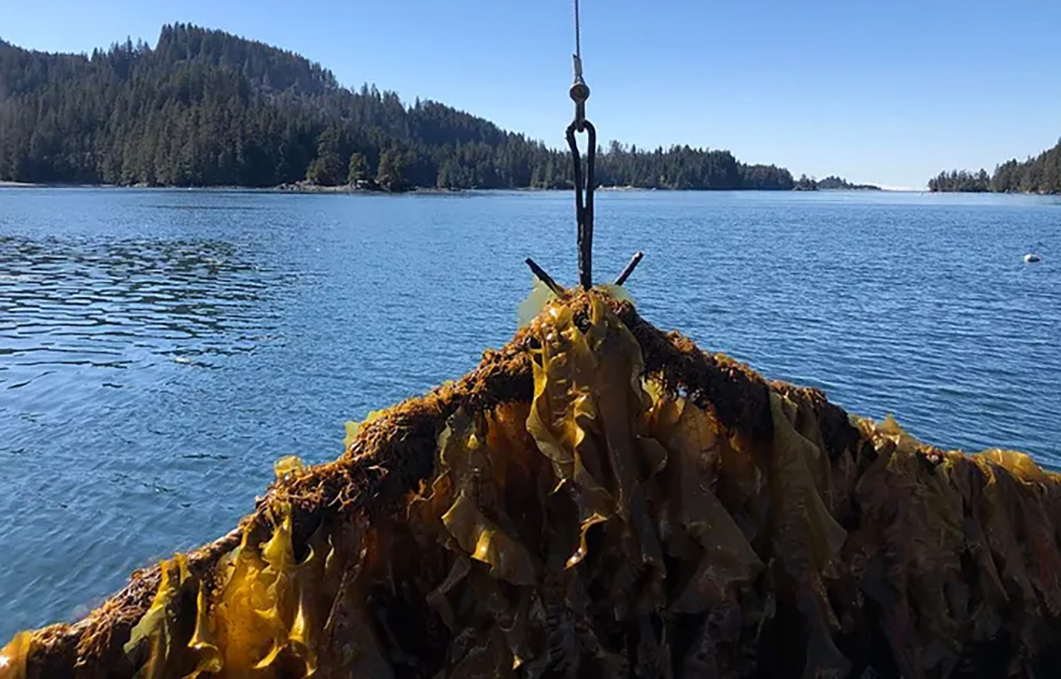 Alaskan research outlines methods to deter Pacific herring from ...