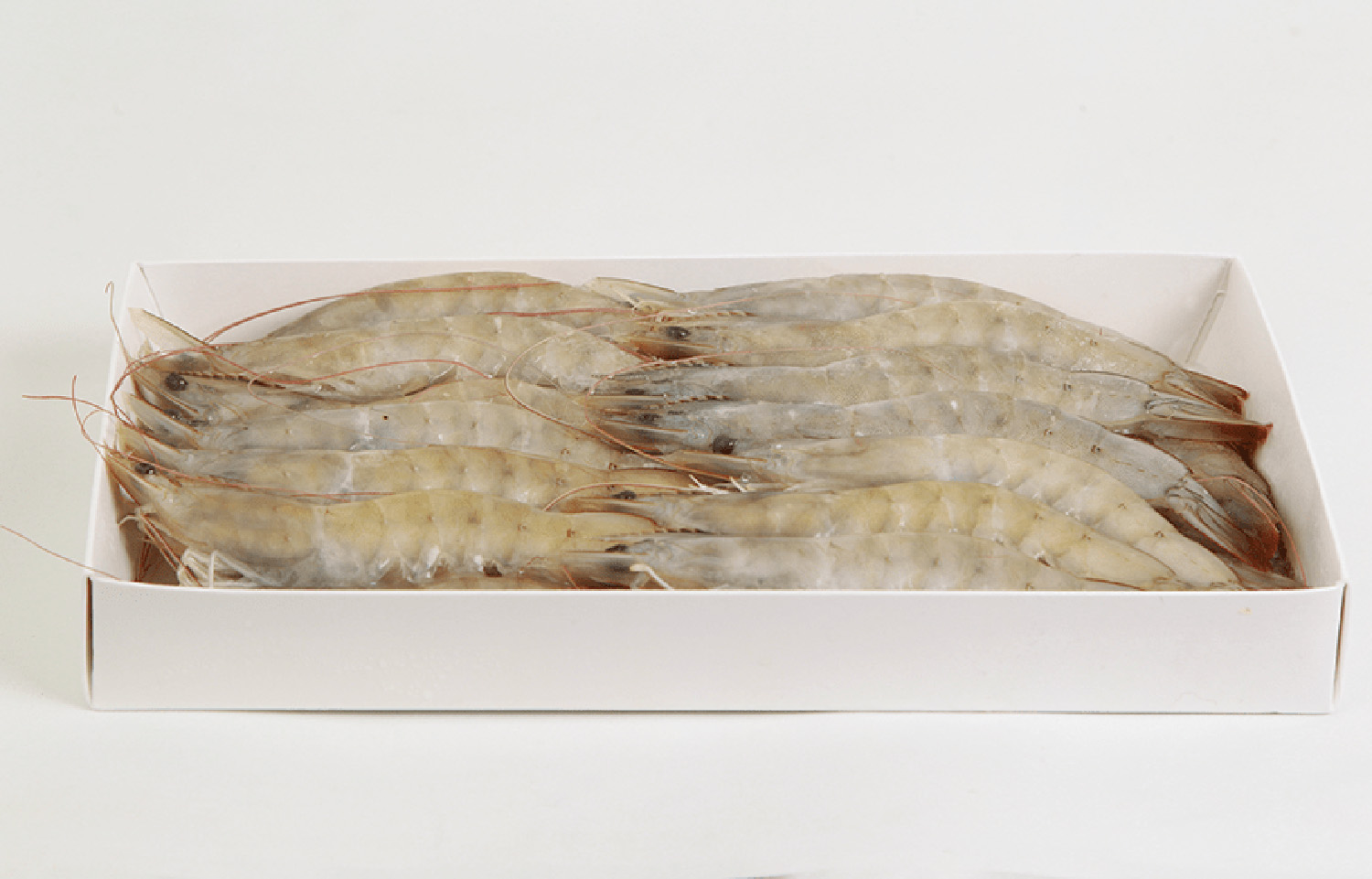 US tariffs costing Ecuadorian shrimp producers USD 20 million a month ...