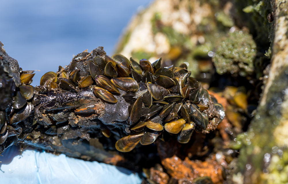 US lawmakers introduce federal bill to address invasive golden mussels ...