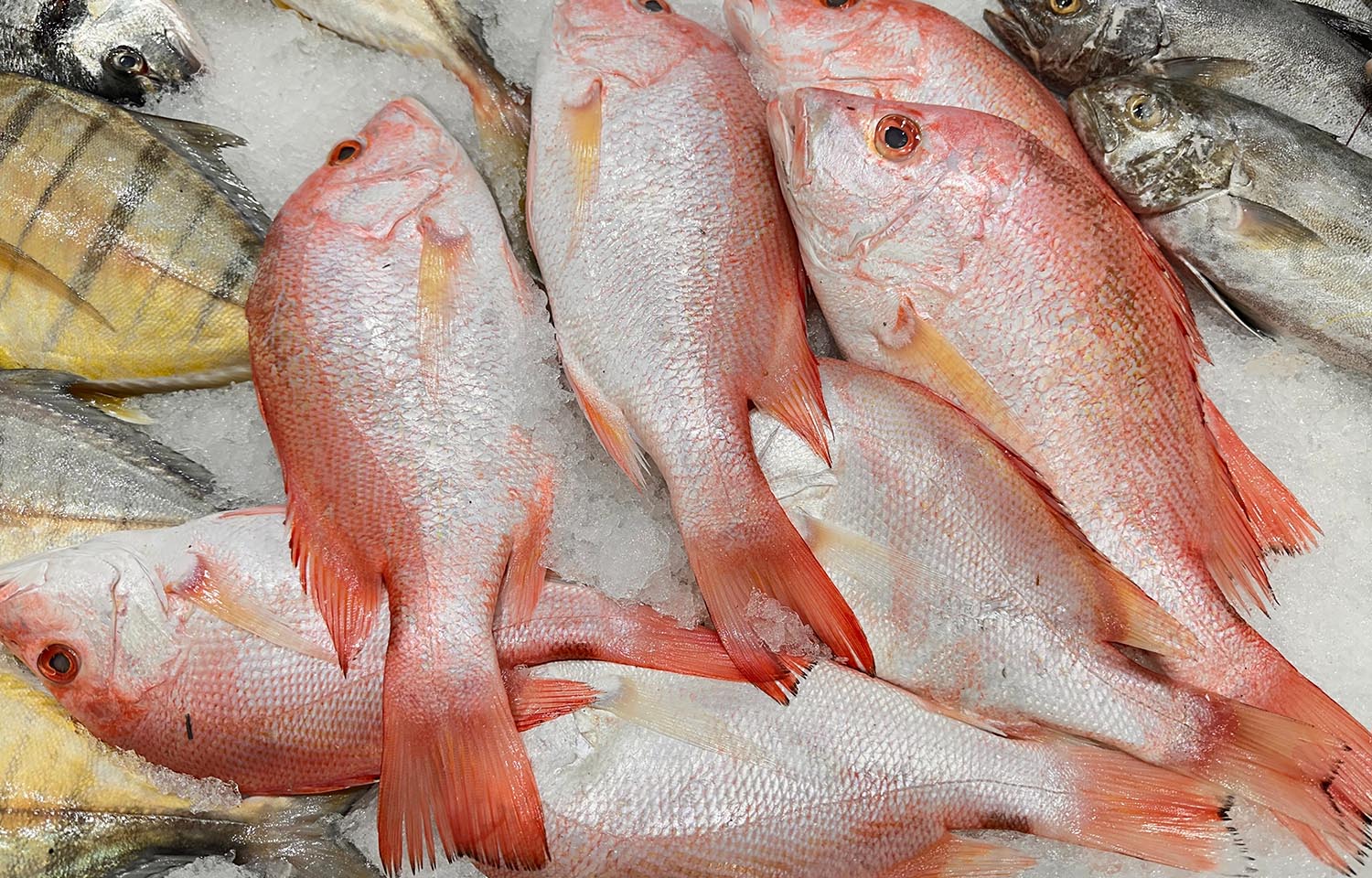 US House subcommittee hears testimony on red snapper, tuna testing ...