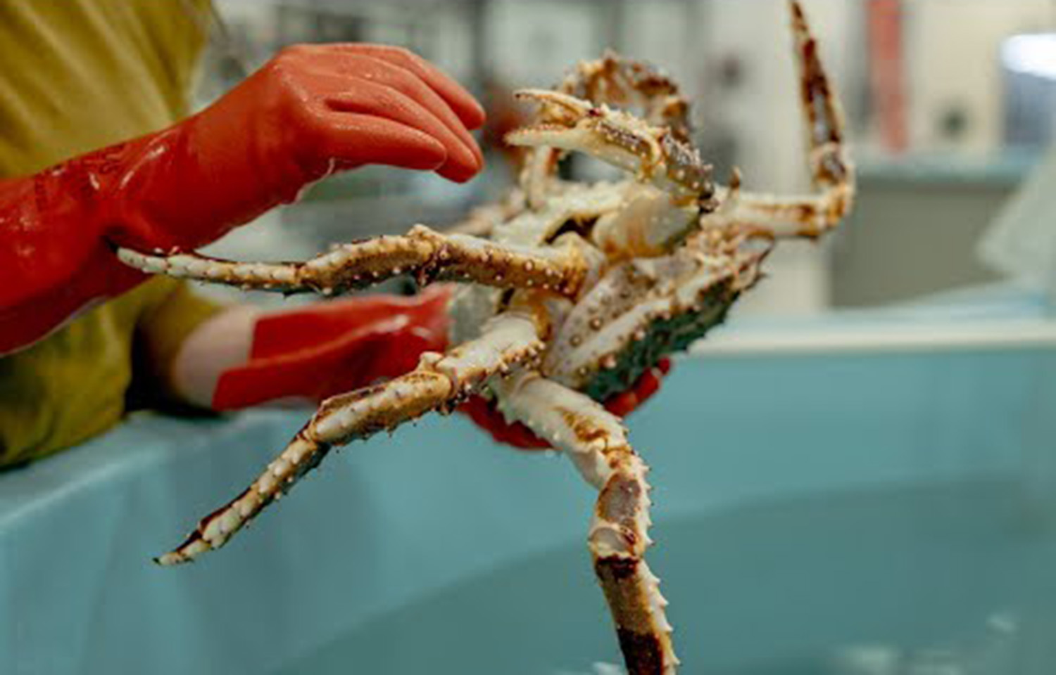NPFMC opposes closure of red king crab “savings area” to commercial ...