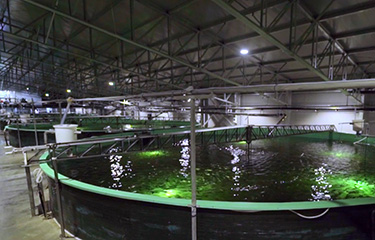 Salmones Austral says its Los Arrayanes RAS will change how it farms ...