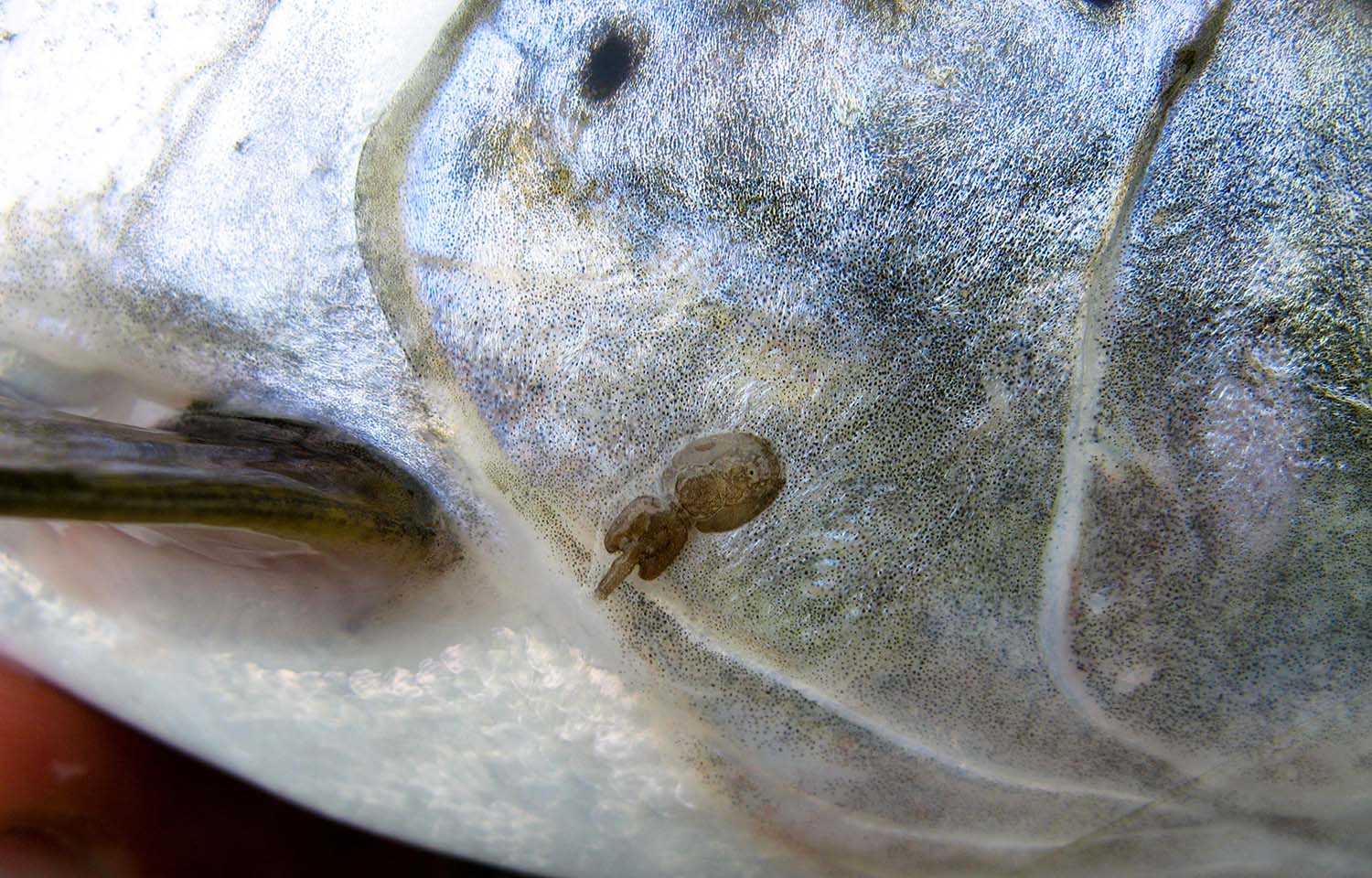 Scottish university studies larval stage of salmon louse to possibly ...
