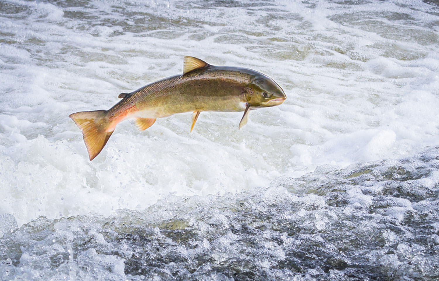 English wild salmon stocks at record low | SeafoodSource