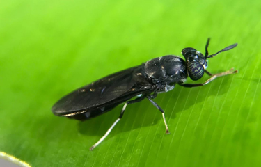 Insect technology startup Protenga raises USD 1.6 million from Roslin ...