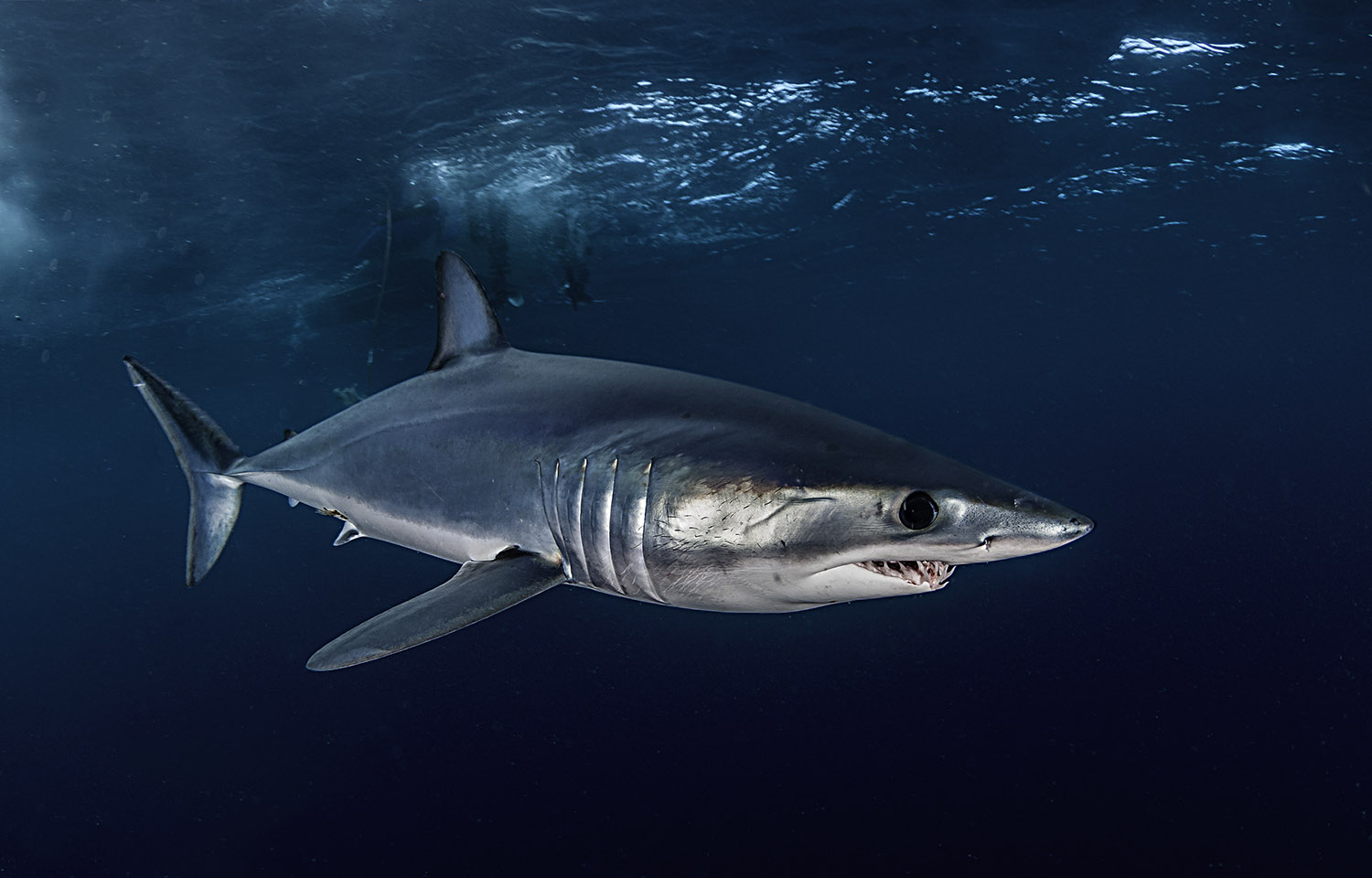 Mexico implements Atlantic shark bycatch protections | SeafoodSource