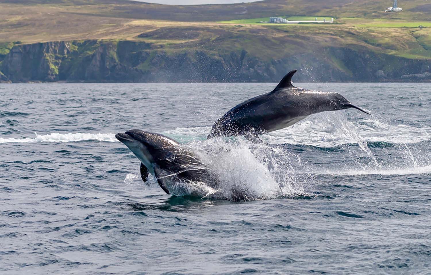 Ireland reconsidering whether to put forth long-discussed MPA bill ...