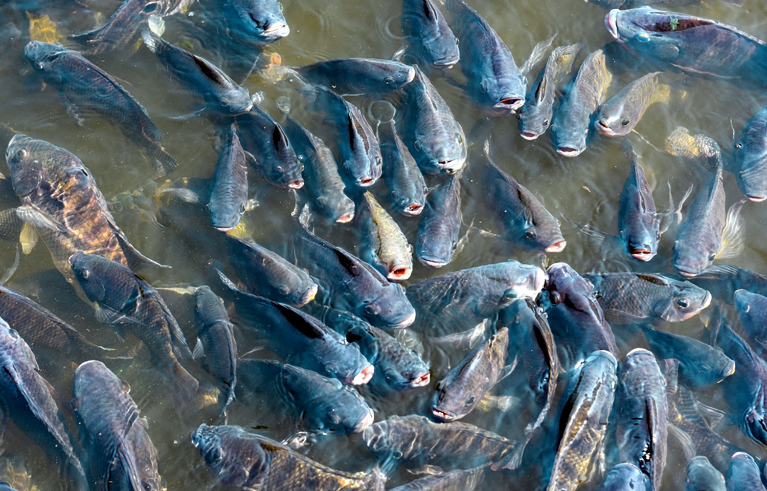 Chinese Tilapia Farming Chinese Tilapia Fish Farming,China Price