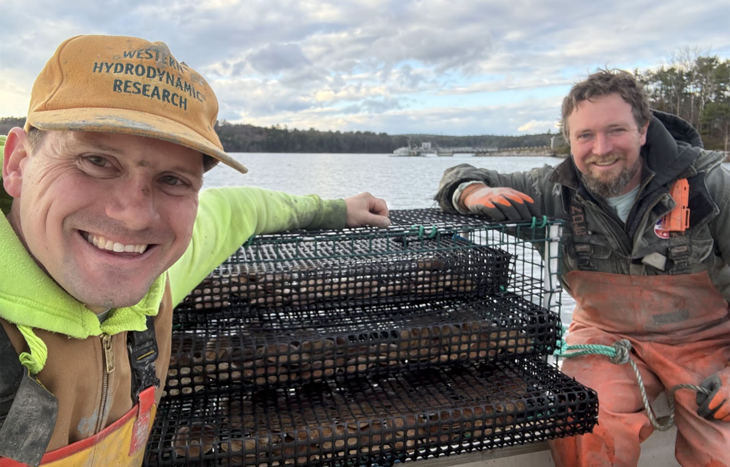 Seascale working to diversify lobster industry with scallop-farming ...