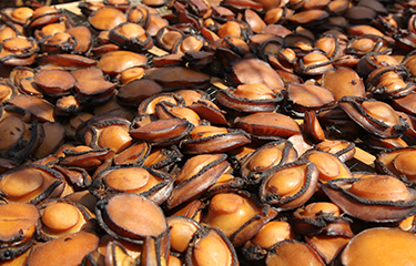 Oman abalone aquaculture launched after COVID delays | SeafoodSource