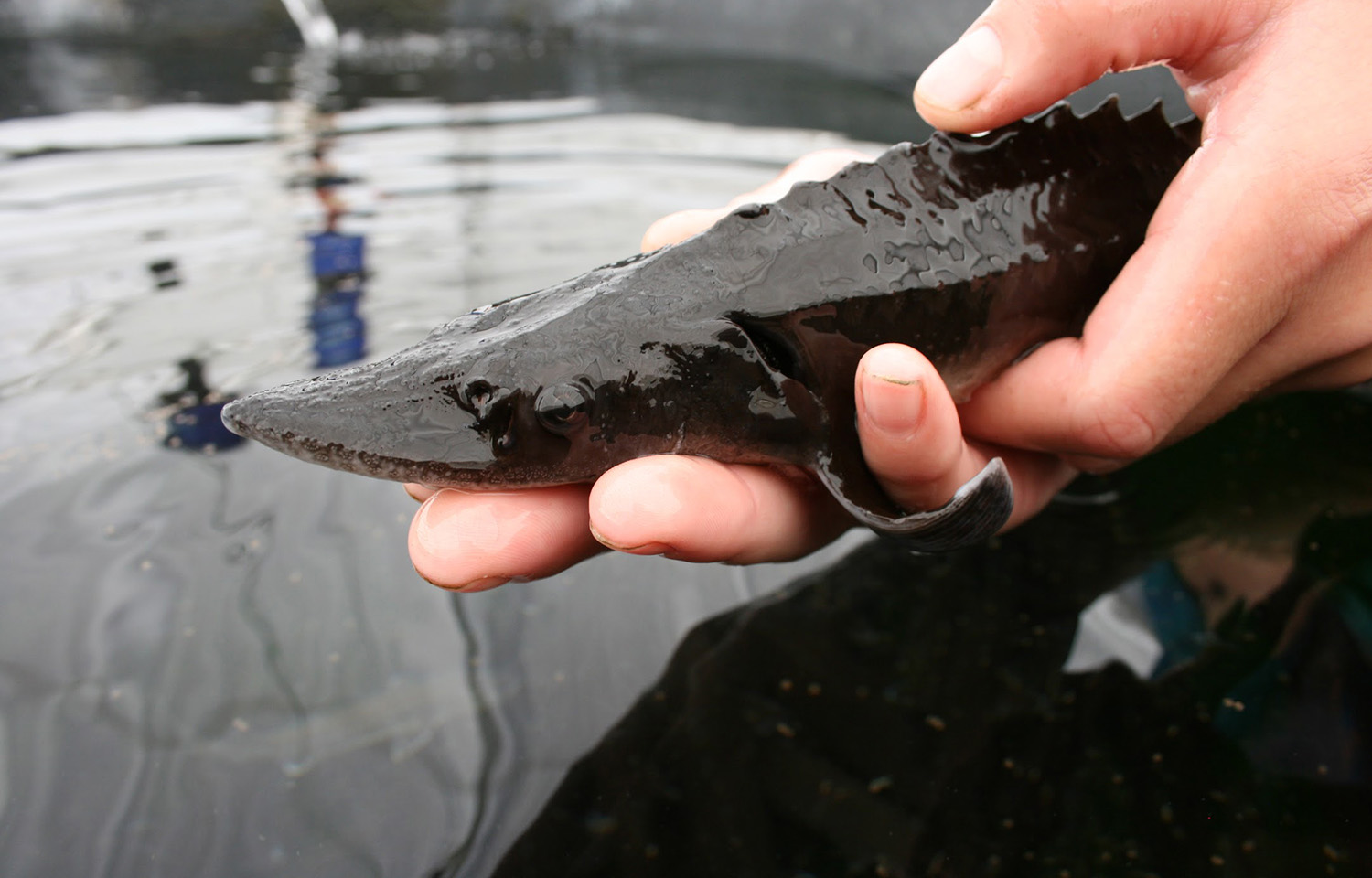 Tsar Nicoulai Caviar making progress with Sterling Caviar after ...