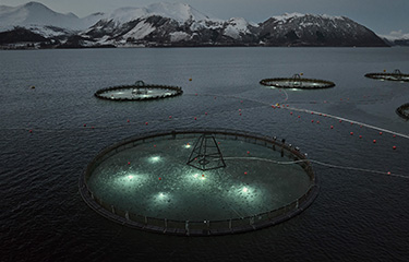 LuxCod project announces cod farming breakthrough | SeafoodSource