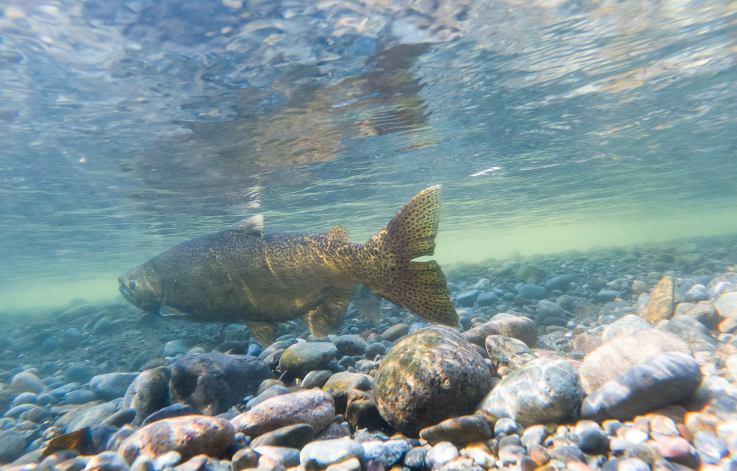 US state of Washington set for 7 January vote on total finfish farming ...
