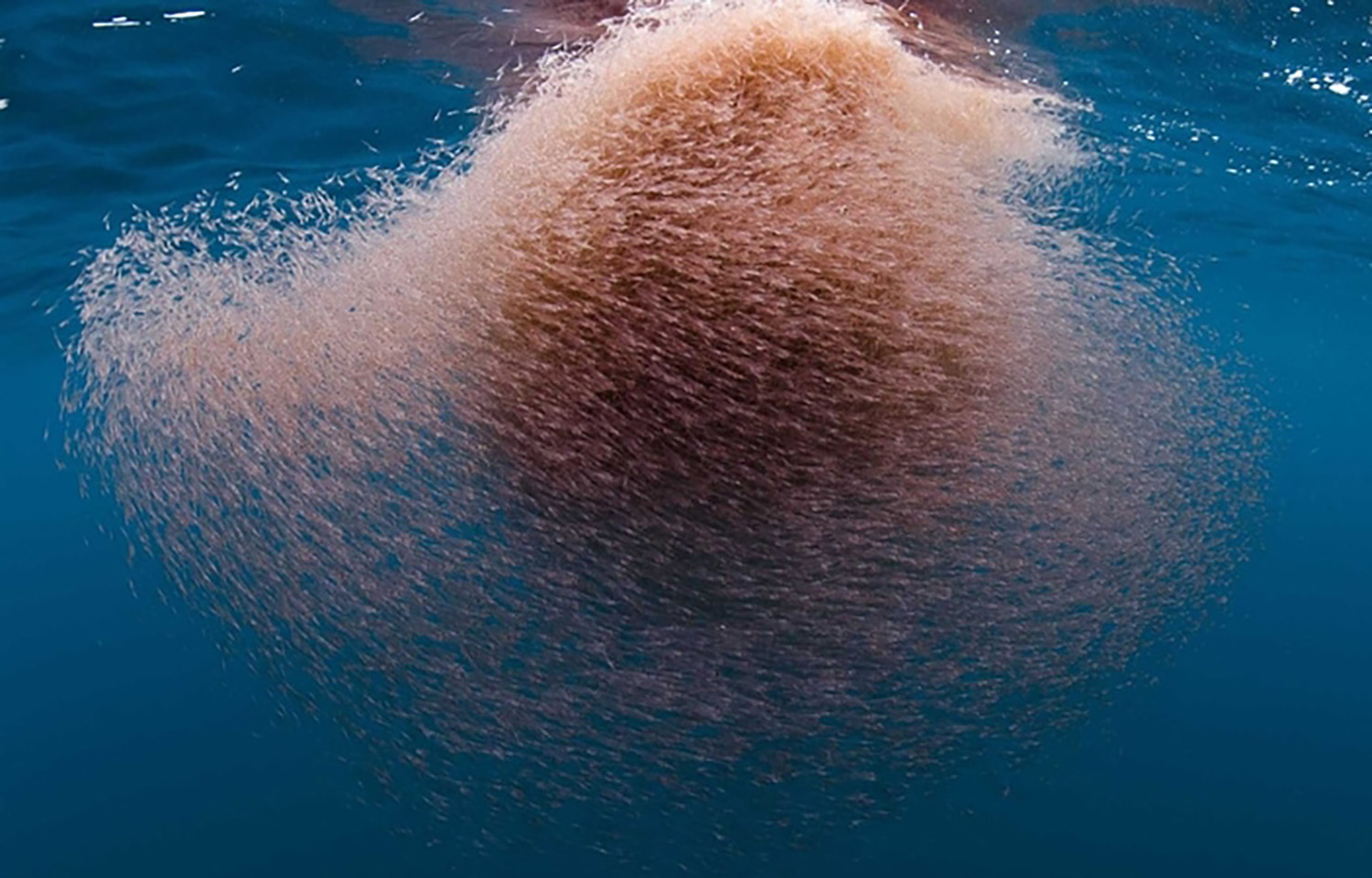 Chinese fishing firm Liaoyu sets up joint venture with Greek shipping ...