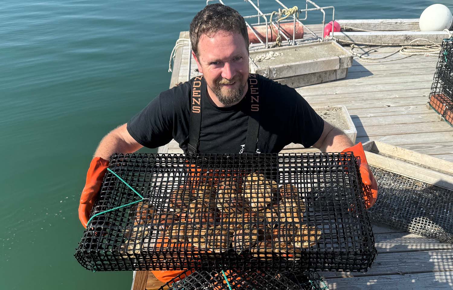 Seascale working to diversify lobster industry with scallop-farming ...