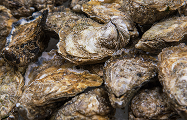 Canadian Pacific oysters recalled due to biotoxin | SeafoodSource