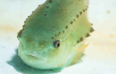 US consortium wants to increase lumpfish production in New England ...