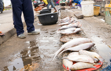 Andoni Fishing Port project director: Nigeria will beat Chinese tilapia ...