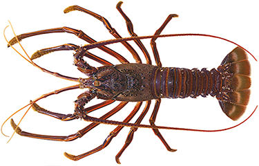 Australia’s rock lobster worth half-a-billion dollars | SeafoodSource