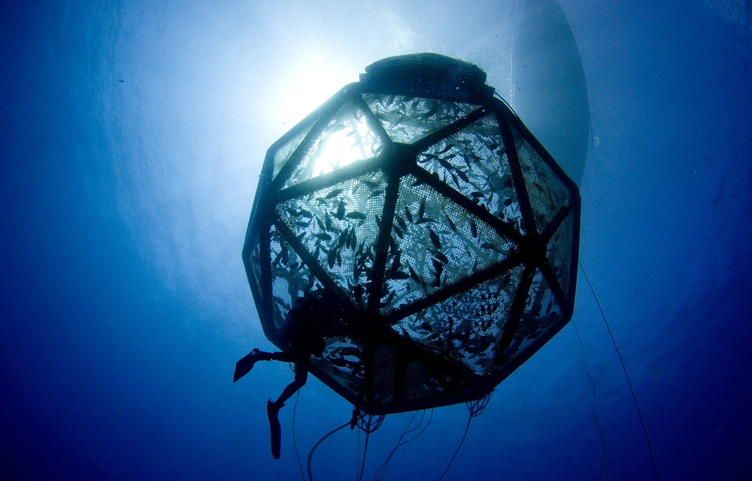 EPA approves permit for Velella Epsilon fish farming project off the ...