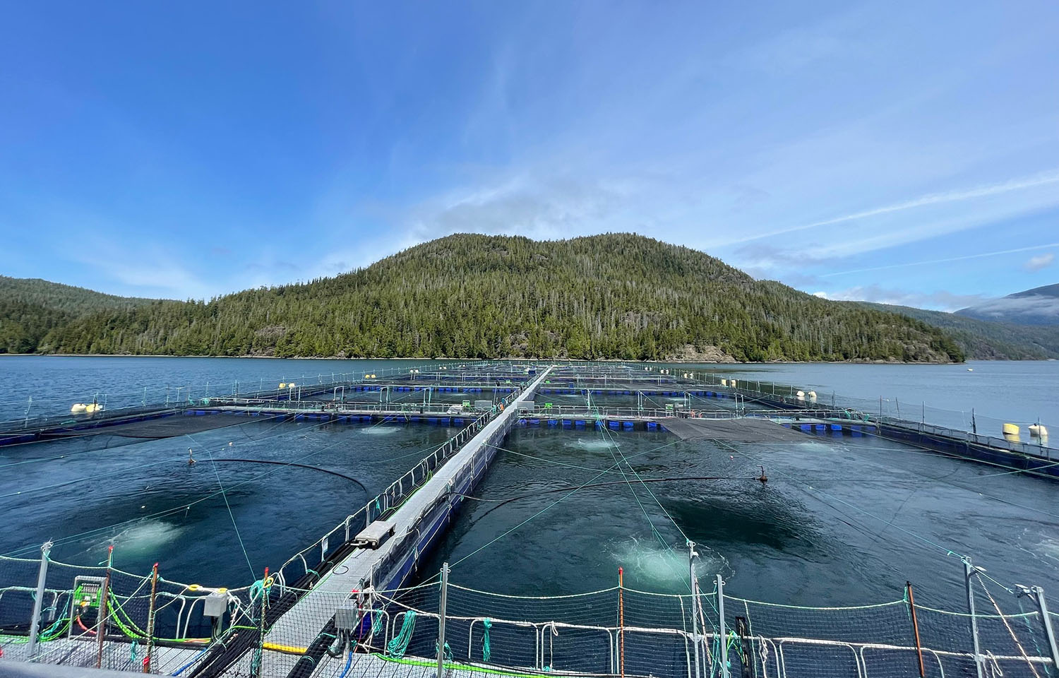 More research finds removing BC salmon farms hasn’t reduced sea lice ...