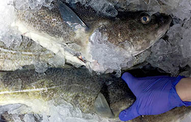 Norcod's first commercial harvest yields 345 MT of cod | SeafoodSource
