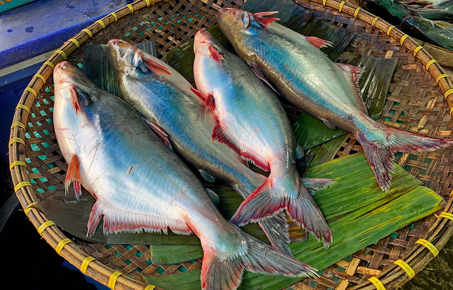 Chinese tilapia sector struggles to shake pangasius’ stranglehold on ...