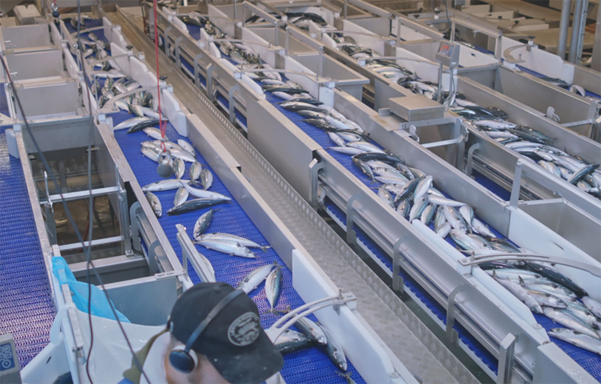 Samherji-linked Kaldbakur acquires fish-processing system-maker Optimar | SeafoodSource