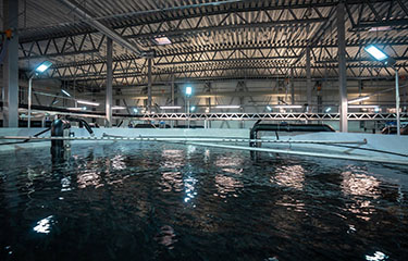 Svaberget Smolt enhances new RAS hatchery with Signify lighting system ...