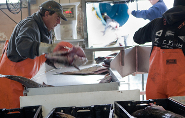 US Northeast groundfish market in flux due to pandemic, labor shortages ...
