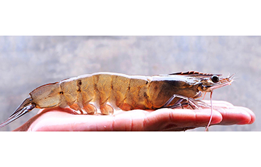 UK’s first land-based shrimp farm launched by Great British Prawns ...
