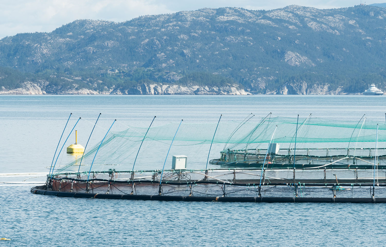 Grieg, Bakkafrost Q1 2024 salmon harvests rise, but Lerøy’s volume ...