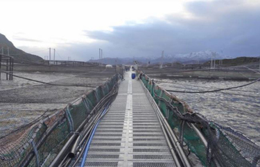 Trusal, Cermaq lose 50,000 trout; Chile’s watchdog asks for details ...